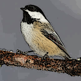 In Praise of Chickadees – Random Ramblings